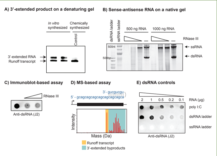 【耀文解读】mRNA质量分析系列Part 3：dsRNA检测方法 - 知乎