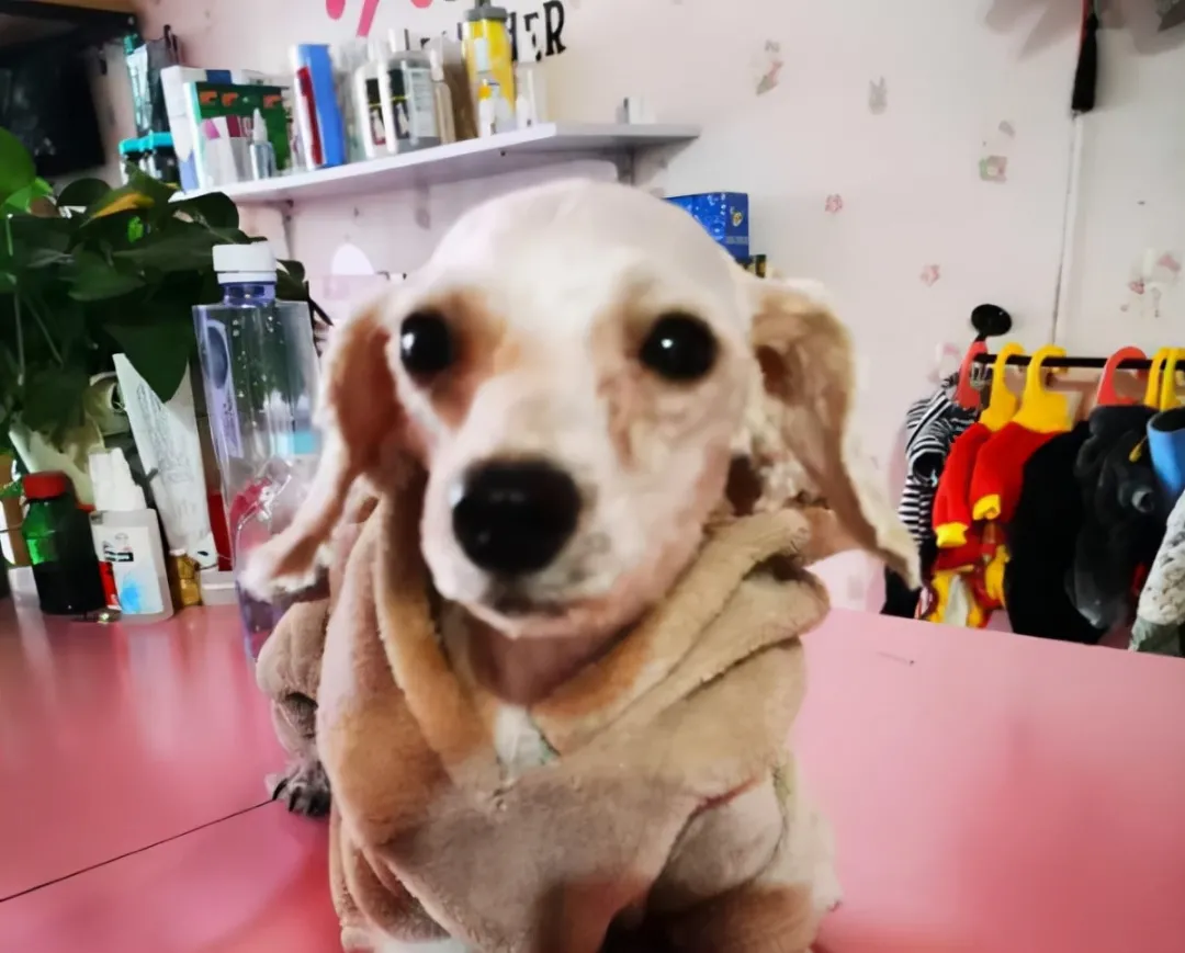 一只流浪的比熊犬，脚上还穿着小红鞋：也曾是谁家的小可爱呀 - 知乎