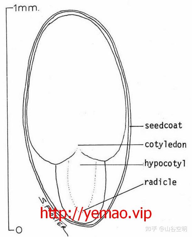 磁力链接的开头“magnet:?xt=urn:btih:”是什么含义？ - 知乎