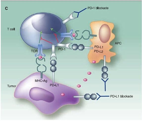 关于免疫治疗，什么是PD-1？什么是PD-L1？ - 知乎