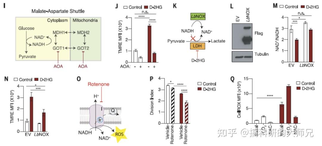 研究生如何进行文献精读?主刊science教你大热的代谢免疫研究思路—肿瘤细胞分泌促癌代谢物d 2hg抑制cd8 T细胞糖酵解 知乎