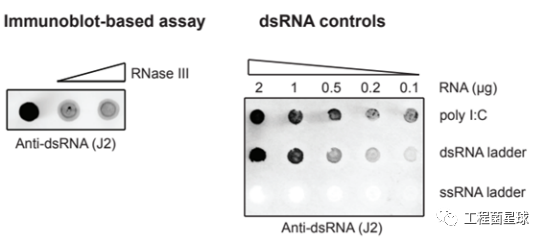 【耀文解读】mRNA产品相关杂质dsRNA检测：ELISA试剂盒 - 知乎