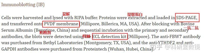 免疫共沉淀Co-IP图片结果看不懂？基础医学SCI结果解读篇来袭，通俗易懂 - 知乎