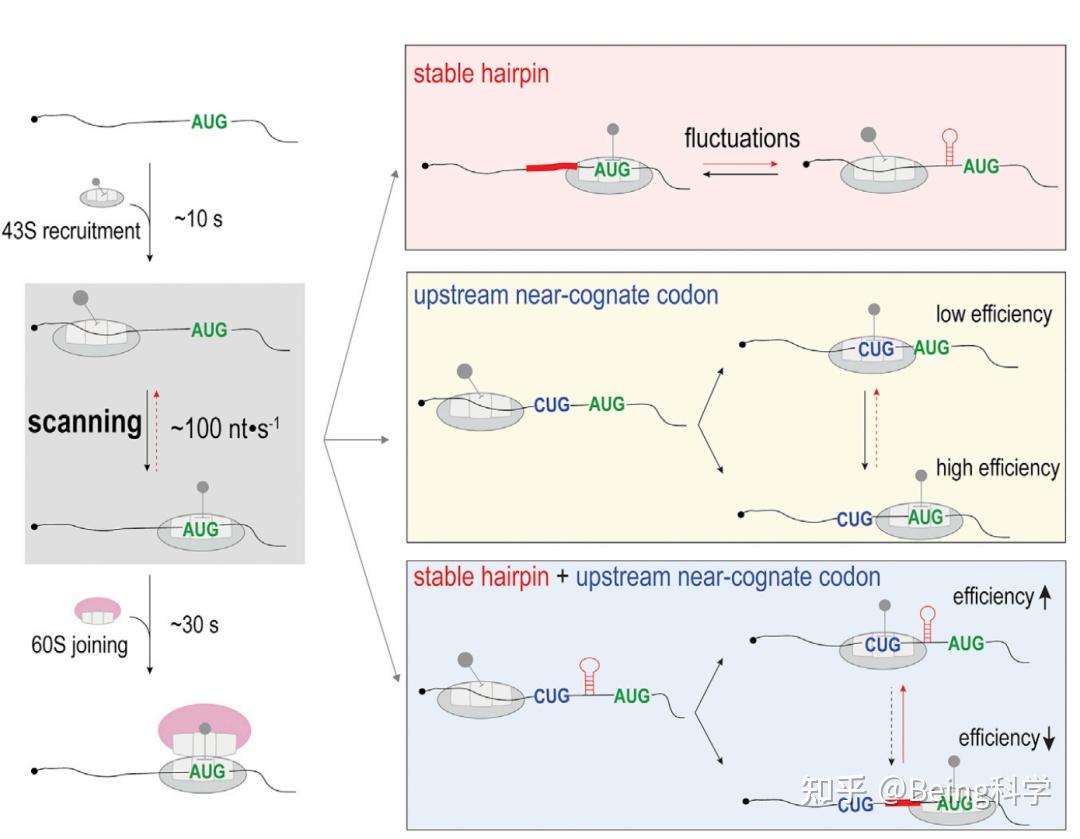 Cell | 快速40S扫描开启真核翻译启动新发现！ - 知乎