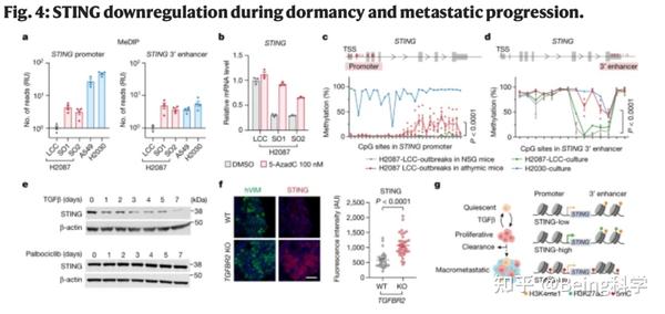 Nature | 抑制肿瘤转移的新通路——STING！ - 知乎
