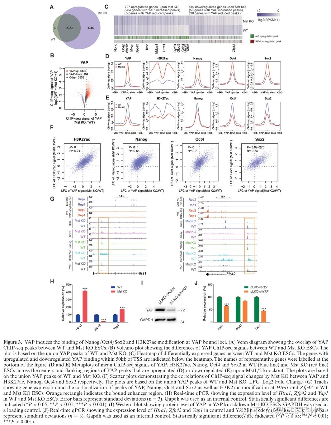 易基因：ChIP-seq等组学分析揭示Hippo-YAP信号调控动物胚胎干细胞(ESC)分化机制：NAR - 知乎