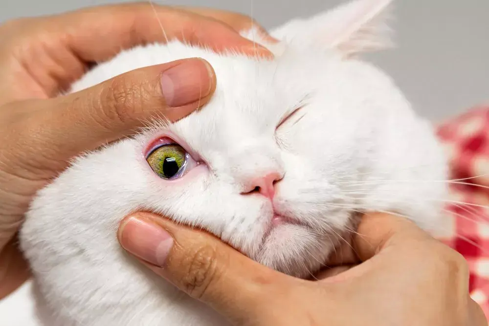 这8项猫狗实用小检查,主人在家就能搞定! 知乎