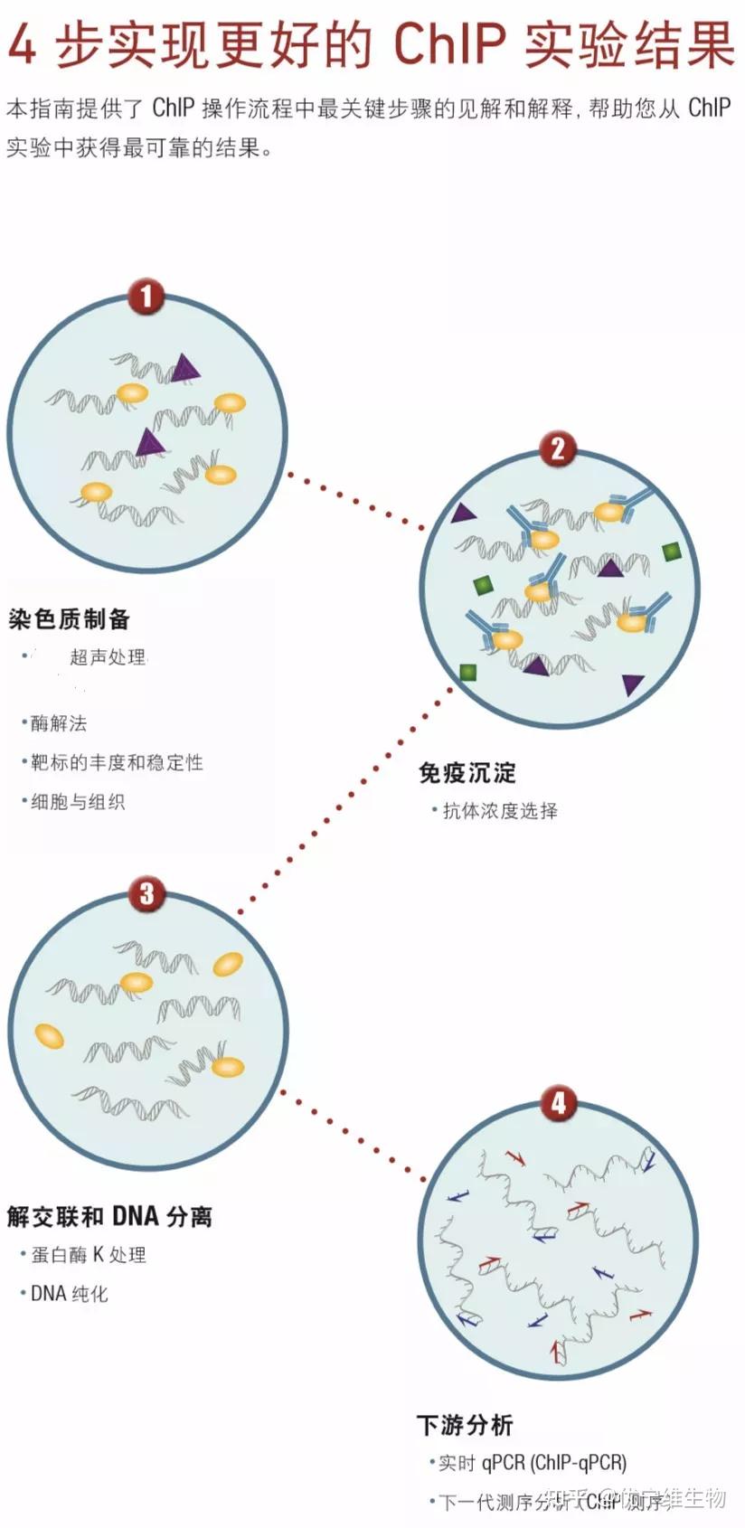 CHIP实验成功指南 - 知乎