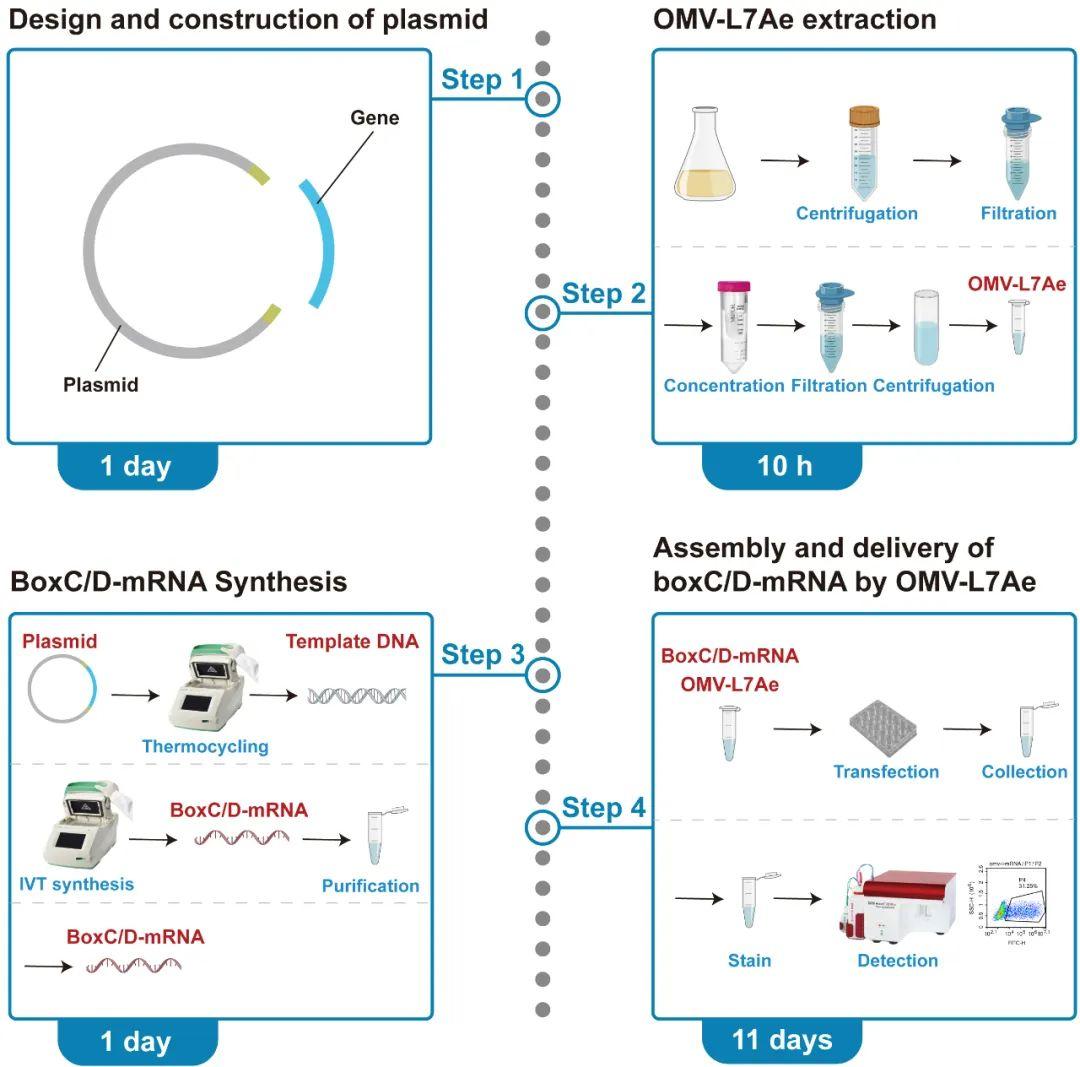 聂广军/赵潇团队建立基于细菌外膜囊泡的mRNA传递平台：用于肿瘤疫苗的新突破 - 知乎