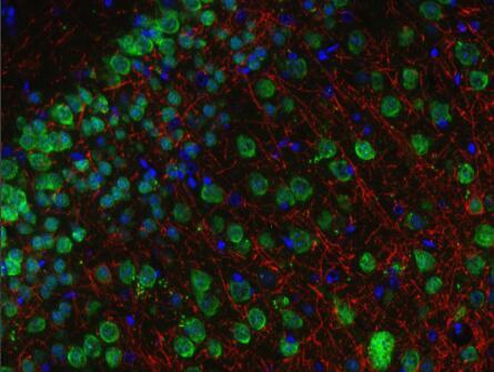 中英文说明书丨SYSY NeuN抗体参数及应用实例 - 知乎