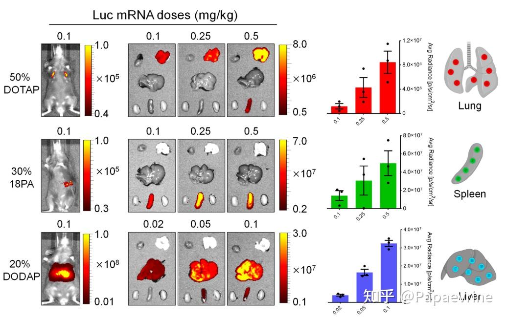 选择性器官靶向（SORT）纳米粒子用于组织特异性mRNA递送和CRISPR/Cas基因编辑（2021.09.07） - 知乎