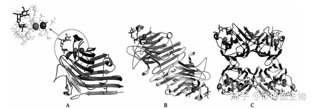 一文了解伴刀豆球蛋白A (Concanavalin A) - 知乎