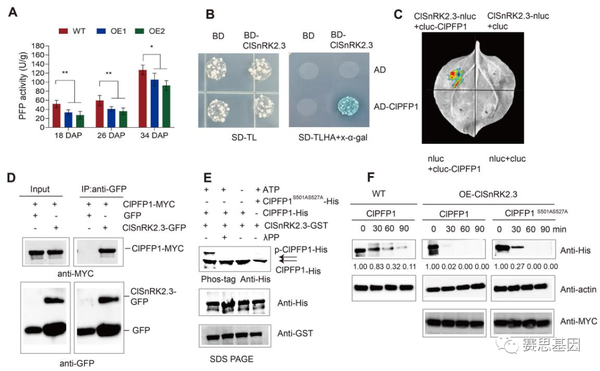 【J INTEGR PLANT BIOL】ClSnRK2.3负调控西瓜果实成熟和糖分积累 - 知乎