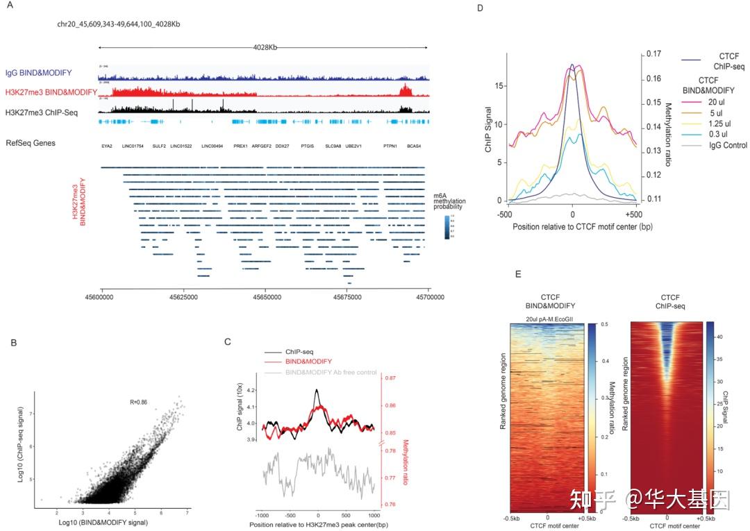 华大基因新技术！蛋白-DNA交互作用迎来重要突破！ - 知乎