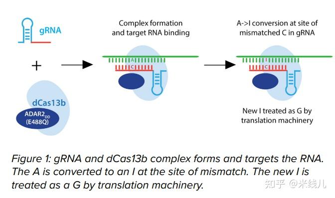 用Cas13编辑RNA - 知乎