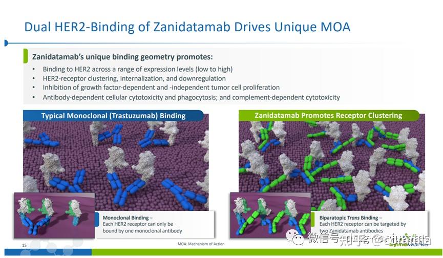 Zymeworks：双抗及双抗ADC技术梳理 - 知乎