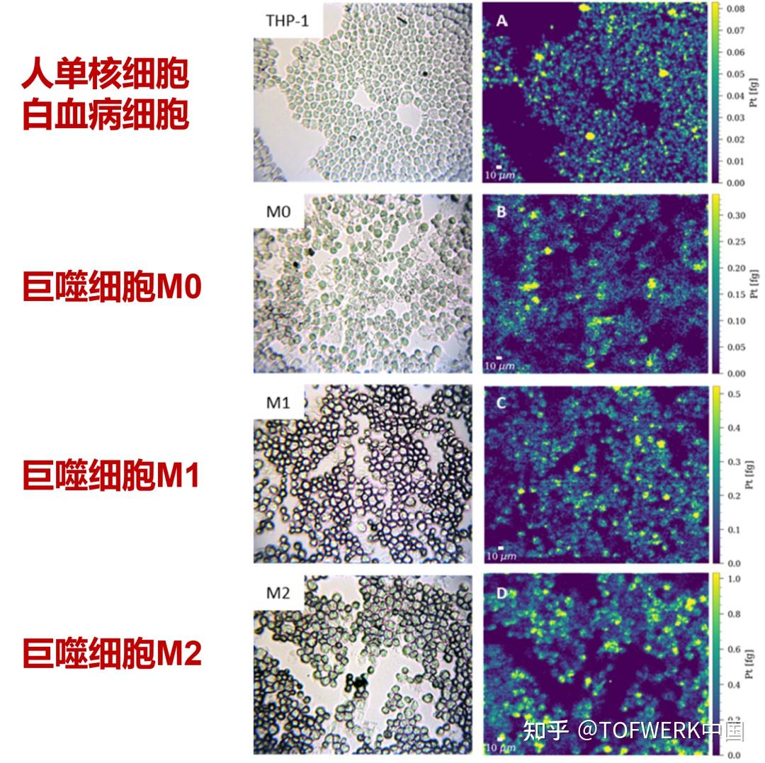 LA-ICP-TOF定量分析单细胞中抗癌药顺铂及成像 - 知乎