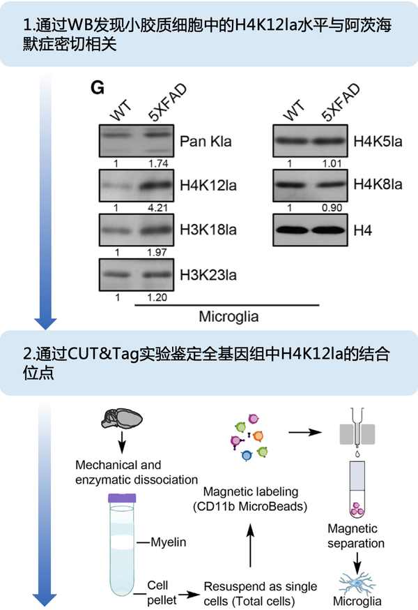 三大经典CUT&Tag应用场景 - 知乎