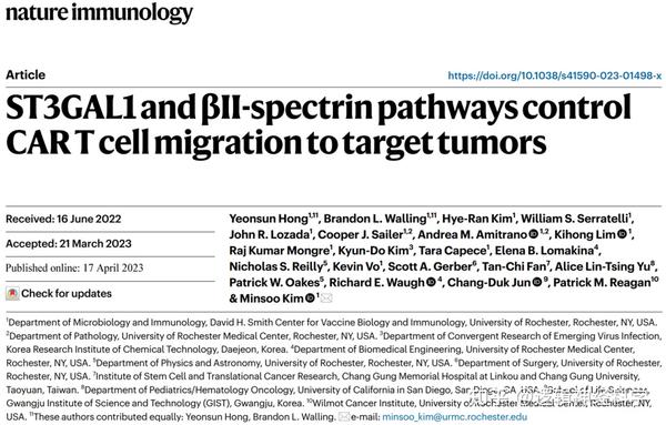 Nat Immunol︱罗切斯特大学团队揭示ST3GAL1和βII-spectrin通路调控CAR-T细胞向肿瘤迁移 - 知乎