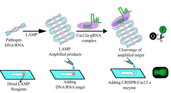 LAMP-CRISPR技术，新型POCT产品开发利器！ - 知乎