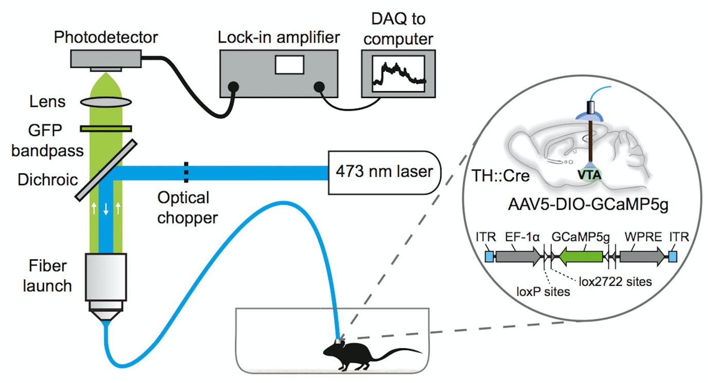 光纤光度记录法 - 知乎