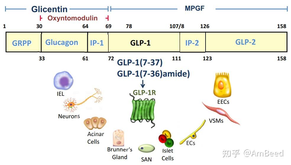 【AmBeed解读】探究GLP-1的作用机制 - 知乎