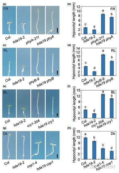 文献解读-组蛋白去乙酰化酶复合体SNL-HDA19 通过拮抗HY5 活性抑制拟南芥的光形态建成 - 知乎