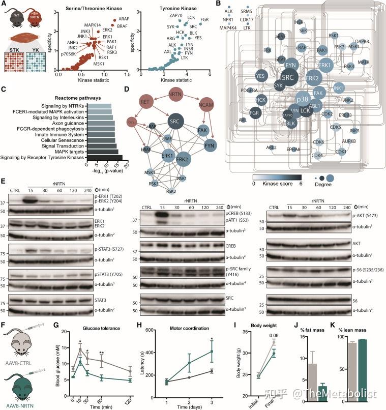 代谢学人--Cell Metabolism：红娘NRTN牵线肌肉-神经“慢-慢”人生路 - 知乎