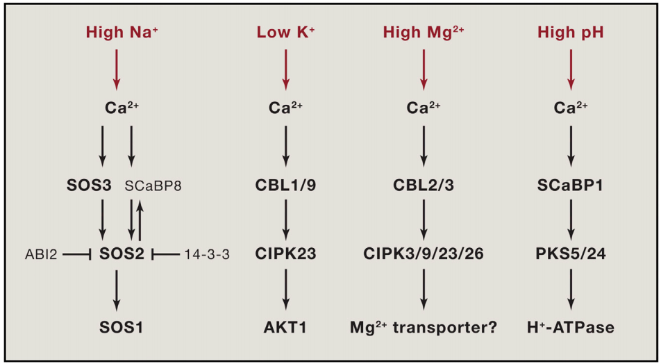 第二信使——钙离子（二） - 知乎