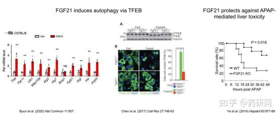 FGF21：NASH领域逆境前行现曙光 - 知乎