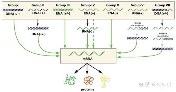病毒复制过程（二）RNA病毒 - 知乎