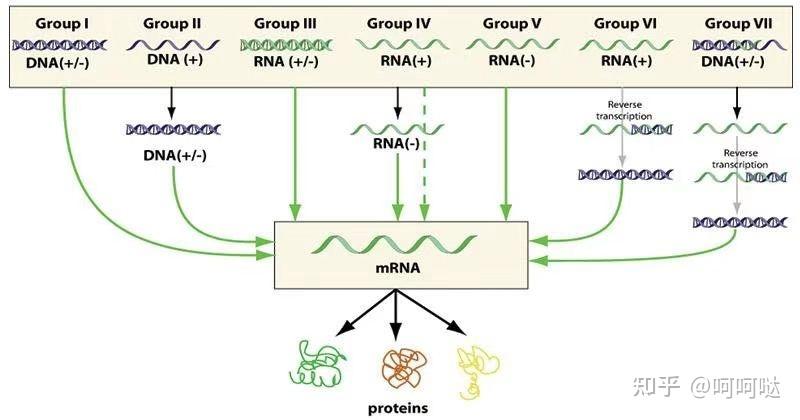 病毒复制过程（二）RNA病毒 - 知乎