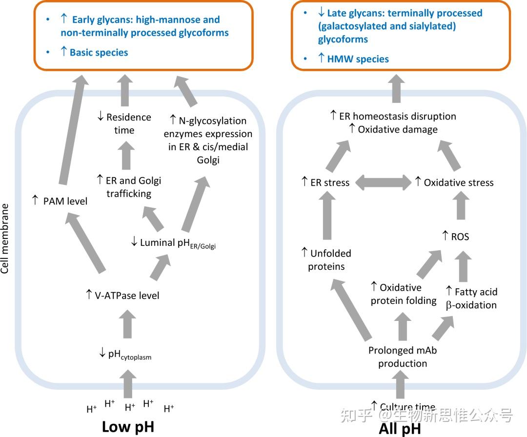 上游技术 | 一文读懂pH对单抗PQA的深层调控机制 - 知乎