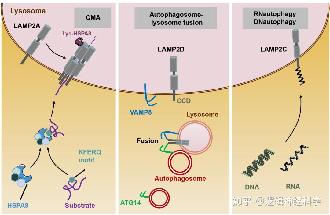 Autophagy 综述︱山东大学齐鲁医院陈文强/吕慧霞/张猛团队评述LAMP2A、LAMP2B和LAMP2C在疾病中的作用 - 知乎