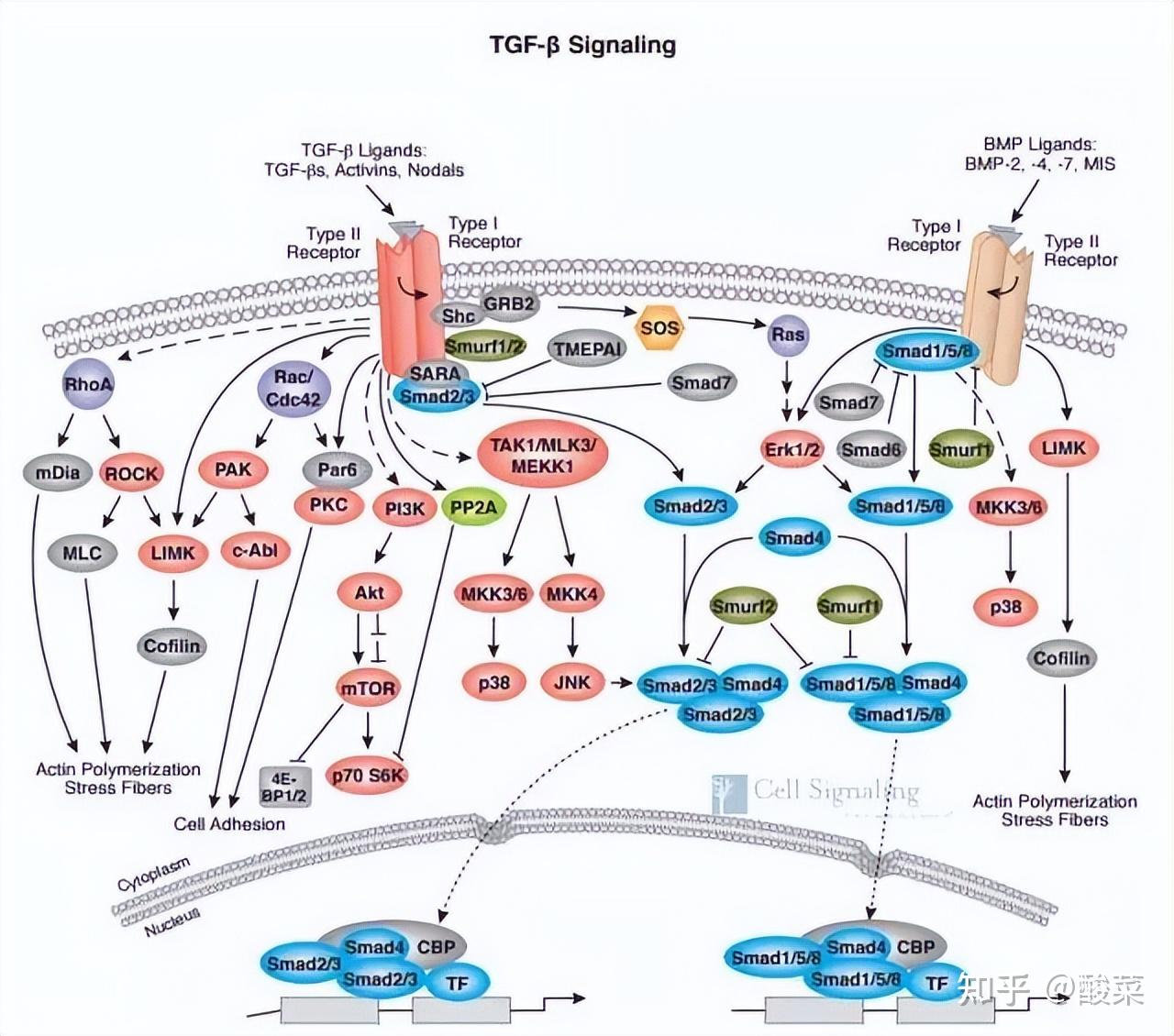 TGF-β信号通路，万字长文帮你梳理通路方方面面！ - 知乎