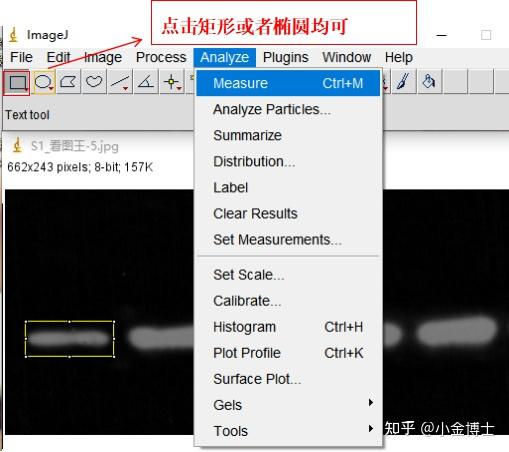 干货分享：如何使用ImageJ对WB条带进行灰度值分析 - 知乎