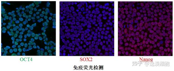 hESC(H9)人胚胎干细胞培养攻略 - 知乎
