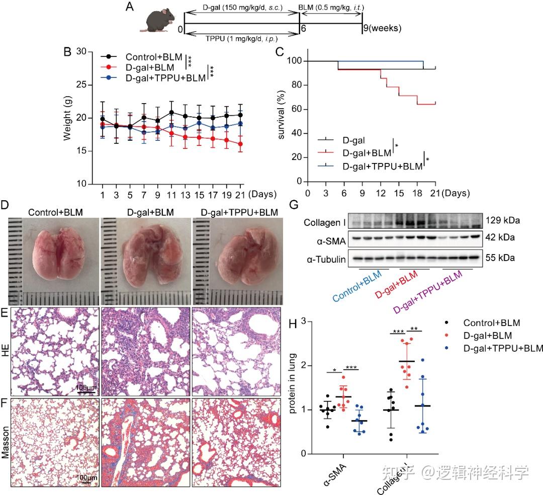 Redox Biol︱中南大学管茶香团队揭示抗肺衰老新机制 - 知乎