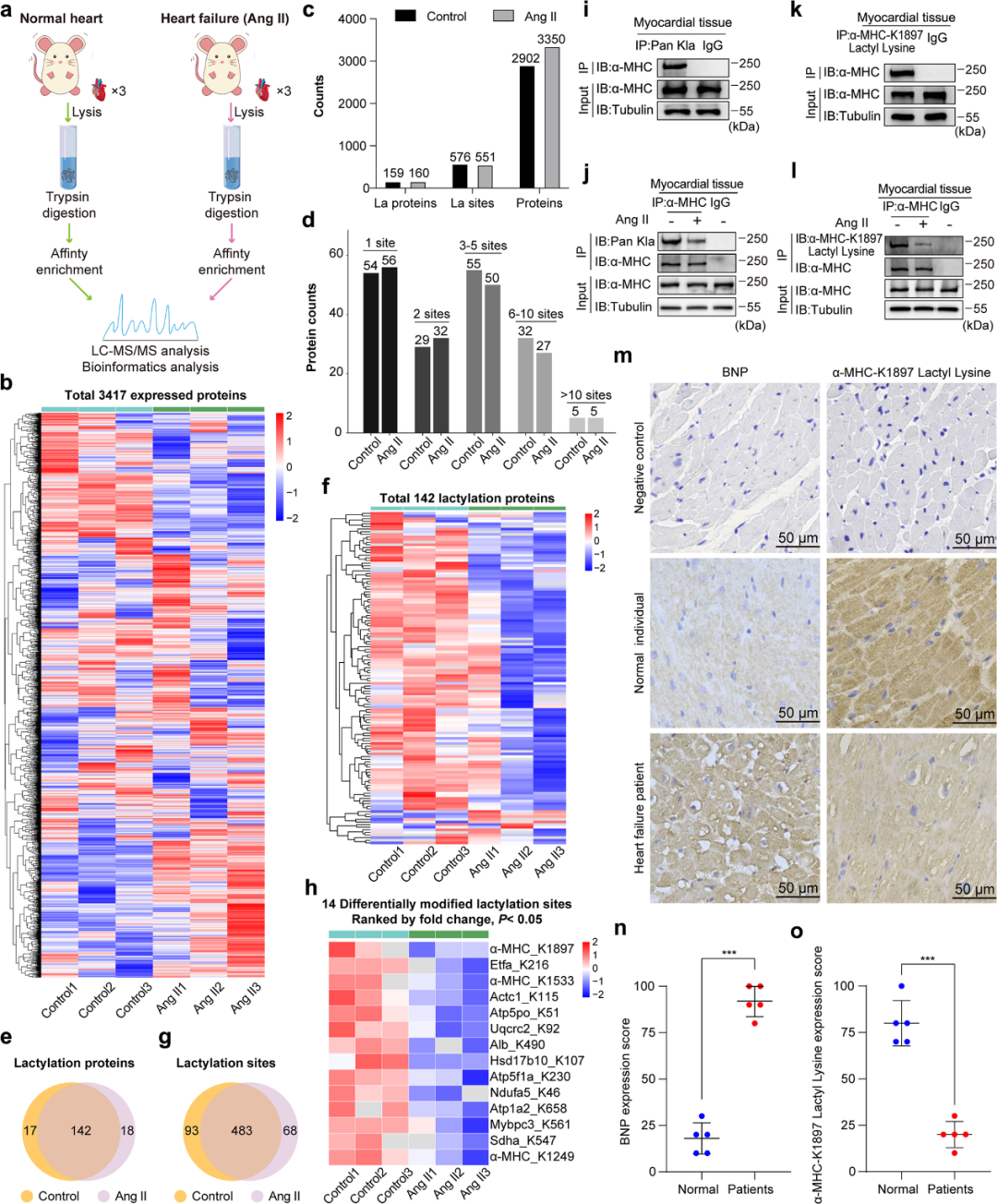 Cell Res | 乳酸化修饰组学揭示心力衰竭新机制及潜在治疗靶点 - 知乎