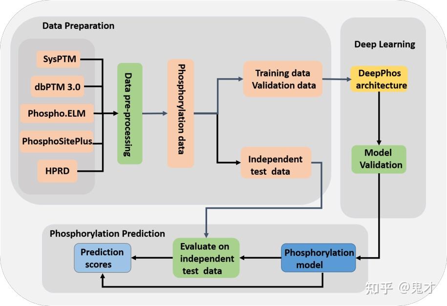 DeepPhos：基于CNN的蛋白质磷酸化位点预测模型 - 知乎