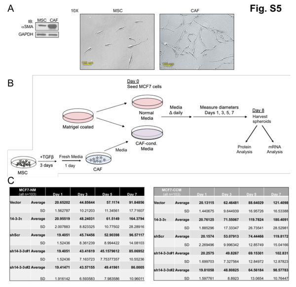 PNAS | 控制进出核的古老信号蛋白14-3-3调节乳腺癌进展关键分子 - 知乎