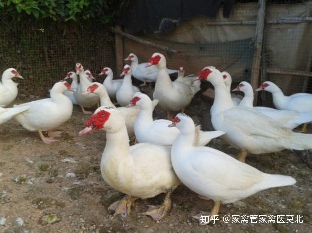 番鸭几个月开始红脸呢正番鸭多少天红脸番鸭公怎么变红脸番鸭脸不够红是什么原因造成的 知乎