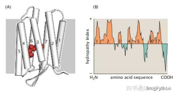 《Protein Actions Principles and Modeling》-《蛋白质作用原理和建模》中文分享（7） - 知乎