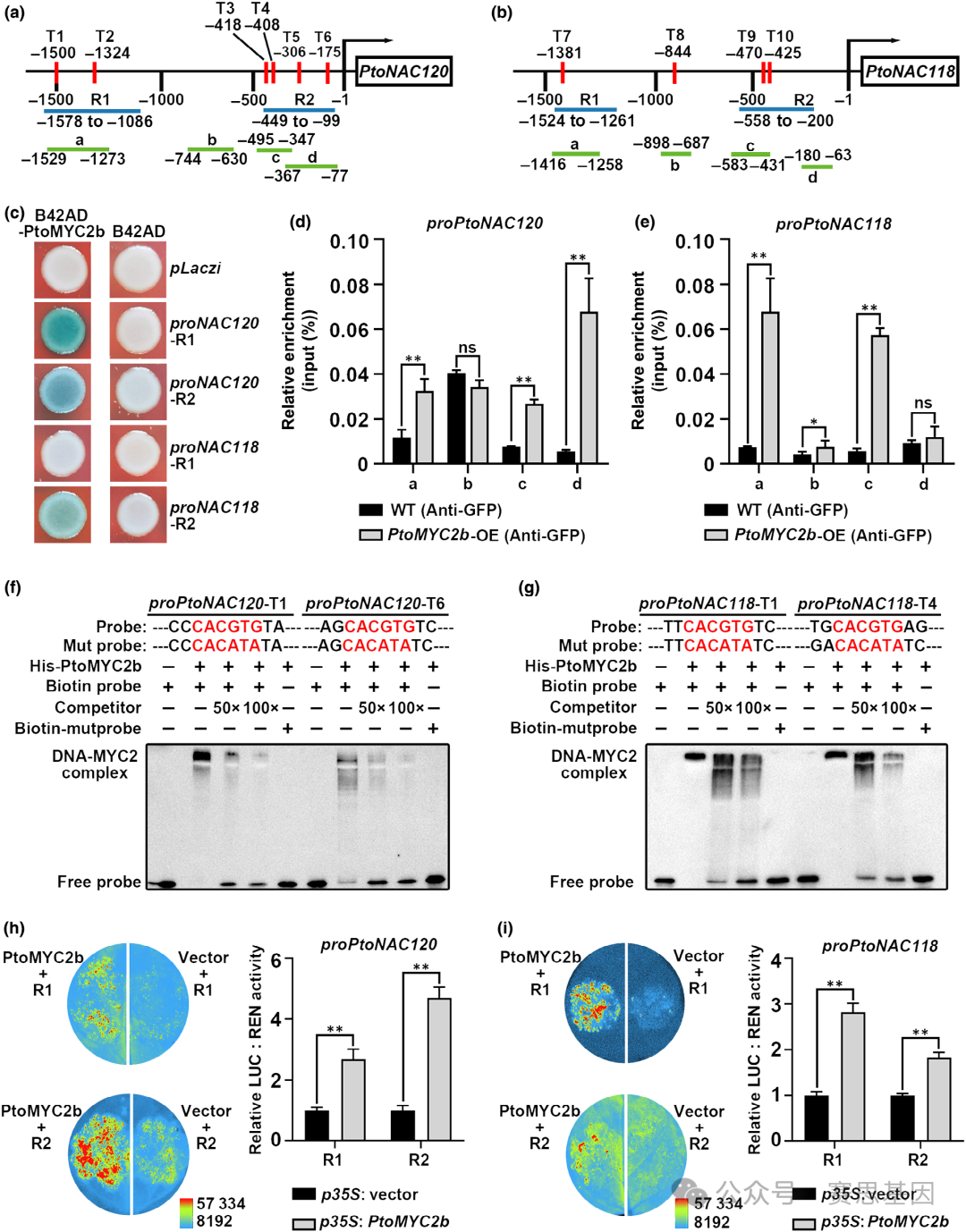 【New Phytol】AP2/ERF转录因子PtoERF15通过调节JA的传导赋予杨耐旱性 - 知乎