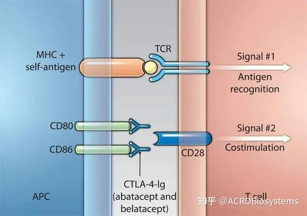 【新品来袭】GMP 级别抗CD28抗体 | OKT3抗体！ - 知乎