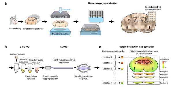 Nat Comm | 引入3D打印的空间蛋白质组新技术MASP - 知乎