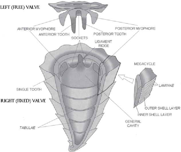 “Rudist”固着蛤的演化史，最伟大的双壳类 - 知乎
