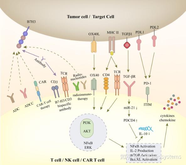 多面B7-H4，潜力不容小觑 - 知乎