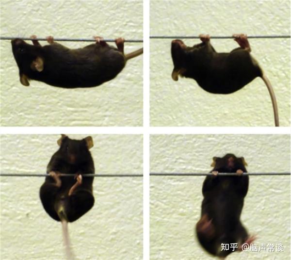 脑声常谈：Wire hanging（线挂测试）丨评估局灶性缺血小鼠模型中风后的行为 - 知乎