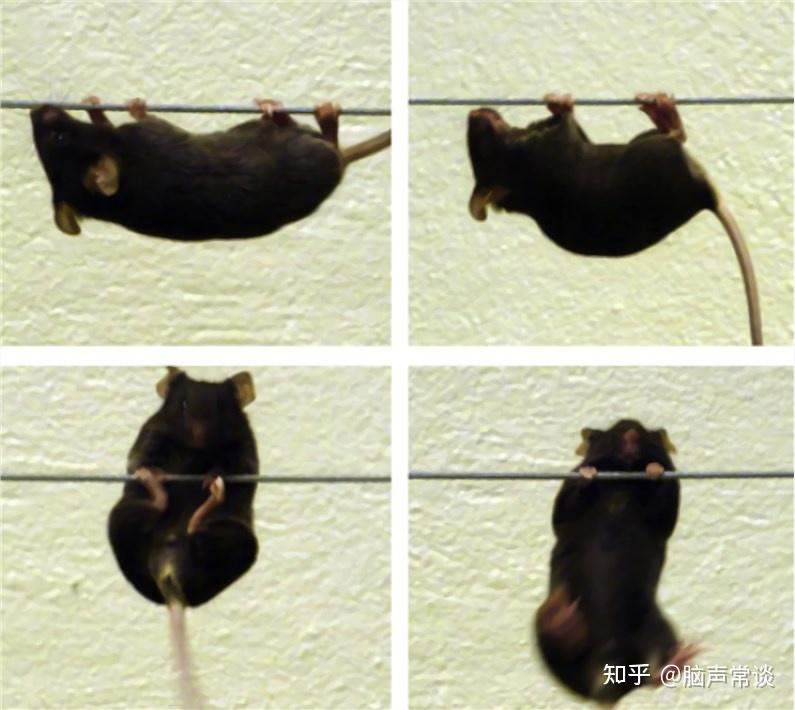 脑声常谈：Wire hanging（线挂测试）丨评估局灶性缺血小鼠模型中风后的行为 - 知乎